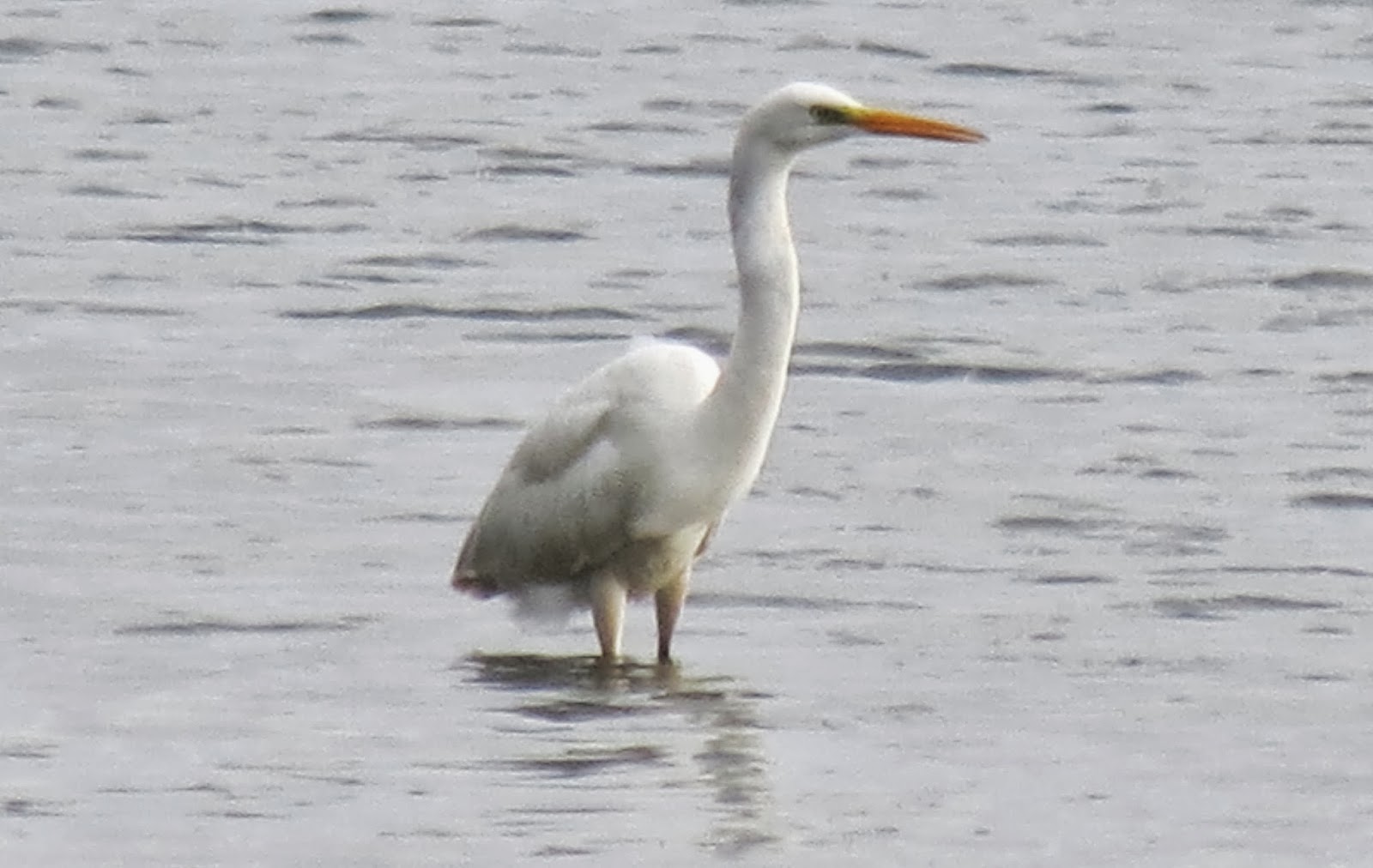 BIRDING AMERSHAM: A Finnish-ringed BLACK-HEADED GULL in Lowndes Park