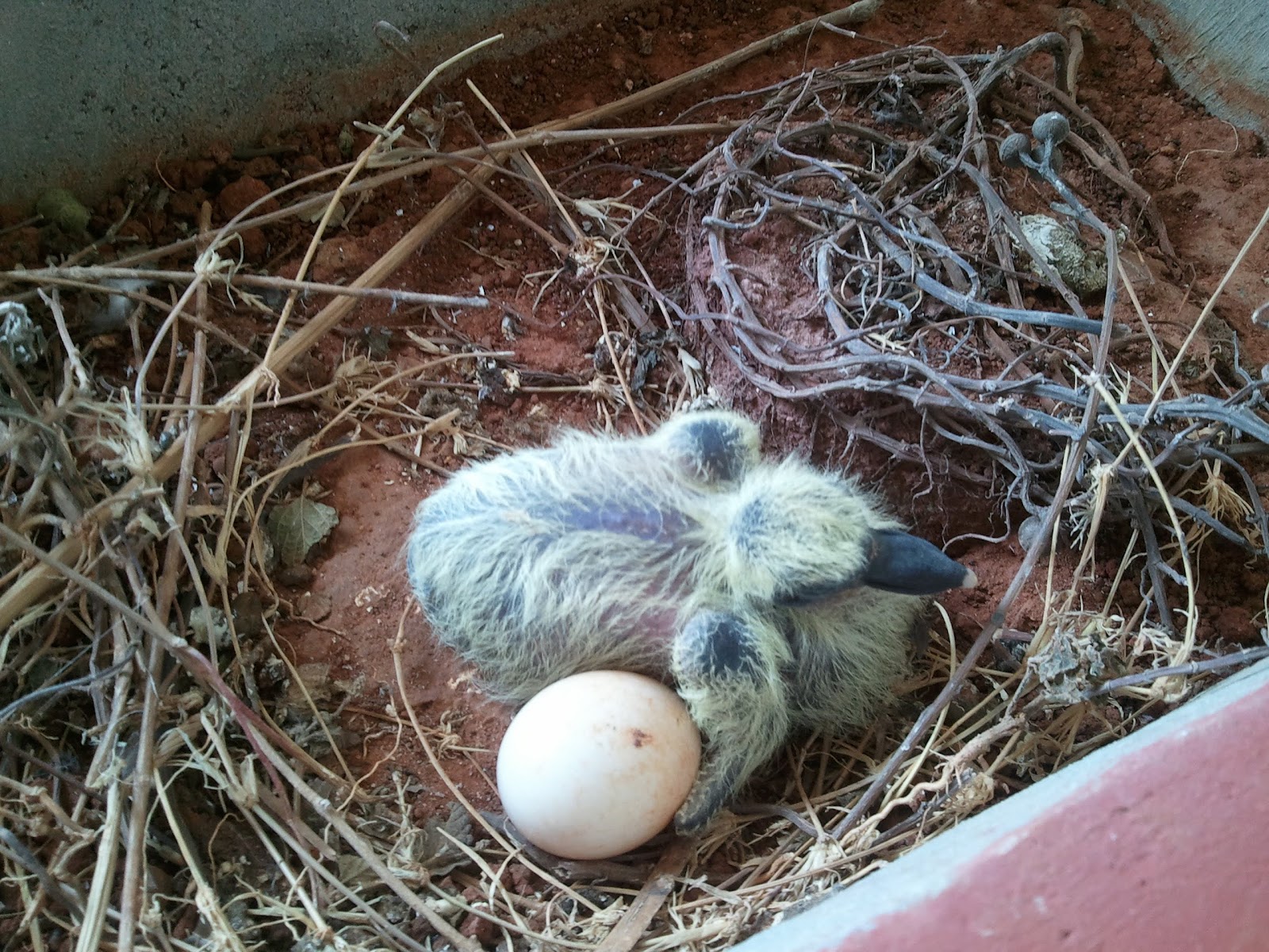 Parivalakka’s Delivery – Part 5