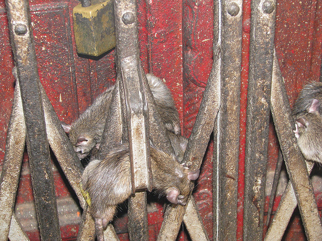 The Holy Rats of Karni Mata | The Ark In Space