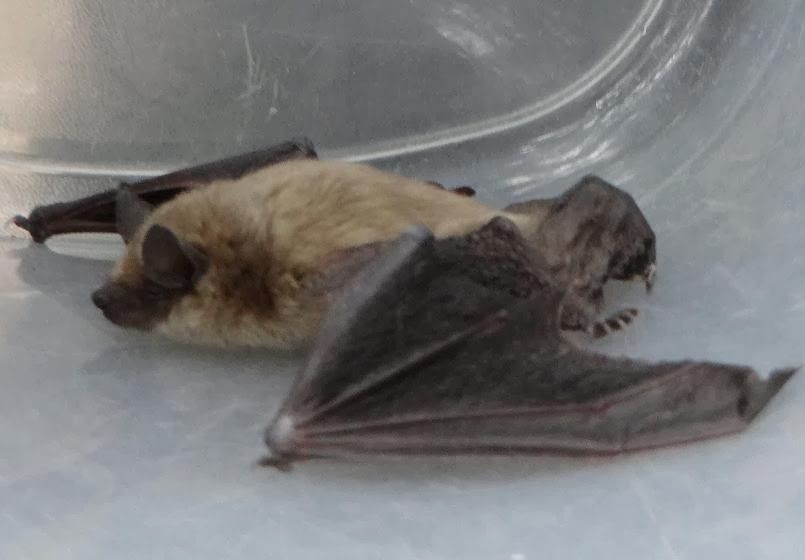 Postcards from Idyllwild: Surprised by a Bat