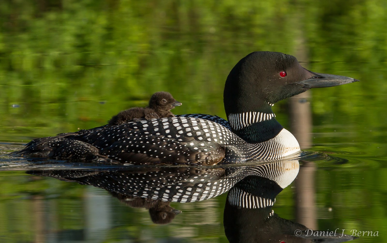 Daniel Berna Photography: Loons with chicks