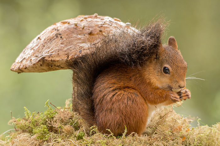 Photographer Captured Squirrels Every Day For Six Years And Here Are ...