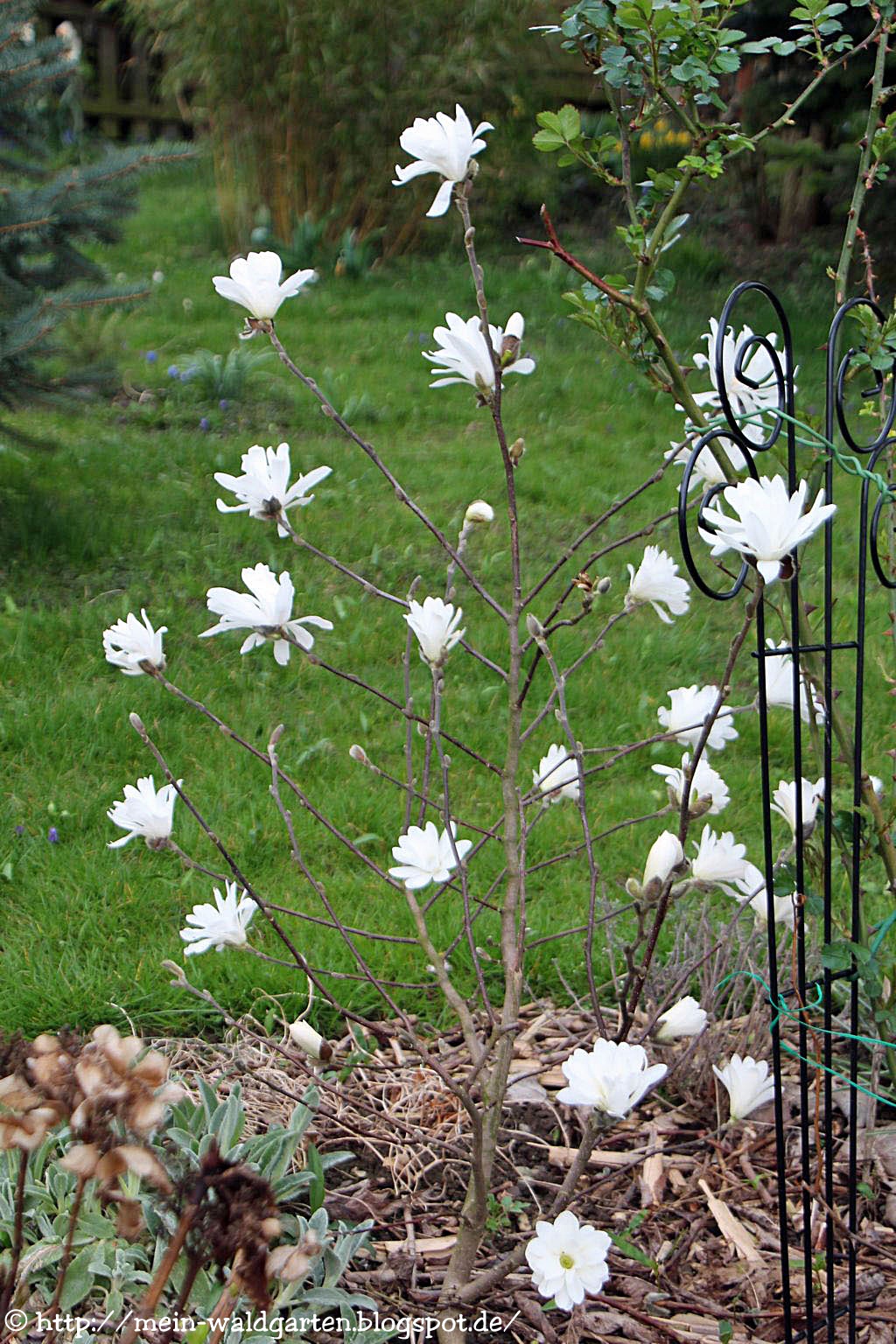 © Mein Waldgarten: Zauberhafte Magnolienblüten