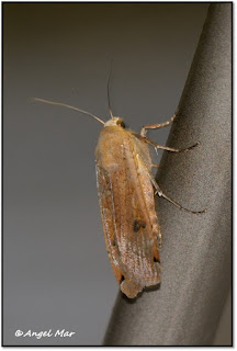 Butterflies and Dragonflies: mayo 2016