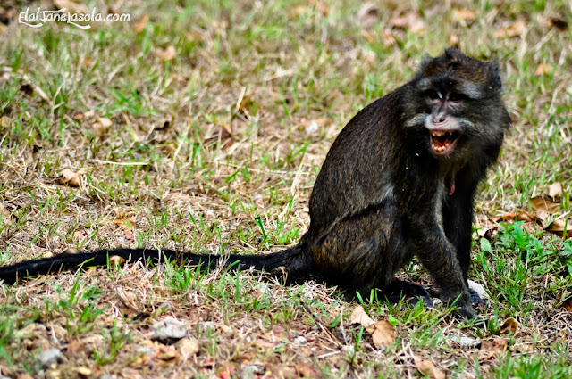 Elal Lasola Travel & Photography: Subic | Zoobic Safari