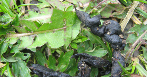 Zelfredzame Buitenmens: Diersporen: marter uitwerpselen