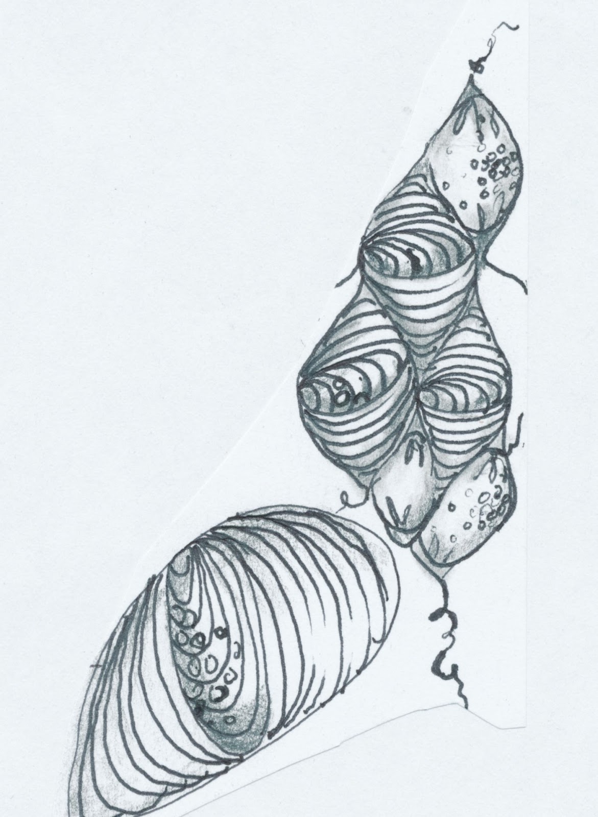 Antonine Tangles: "NMeshed - A New Tangle; Sip and Tangle Party ...