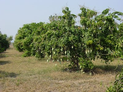 gardening, reforesting, and urban farming: mangga gadung, an indonesian ...