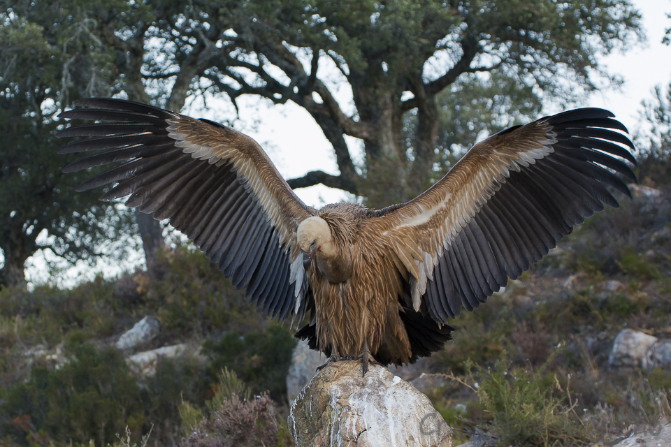 Fotografia: Buitre leonado