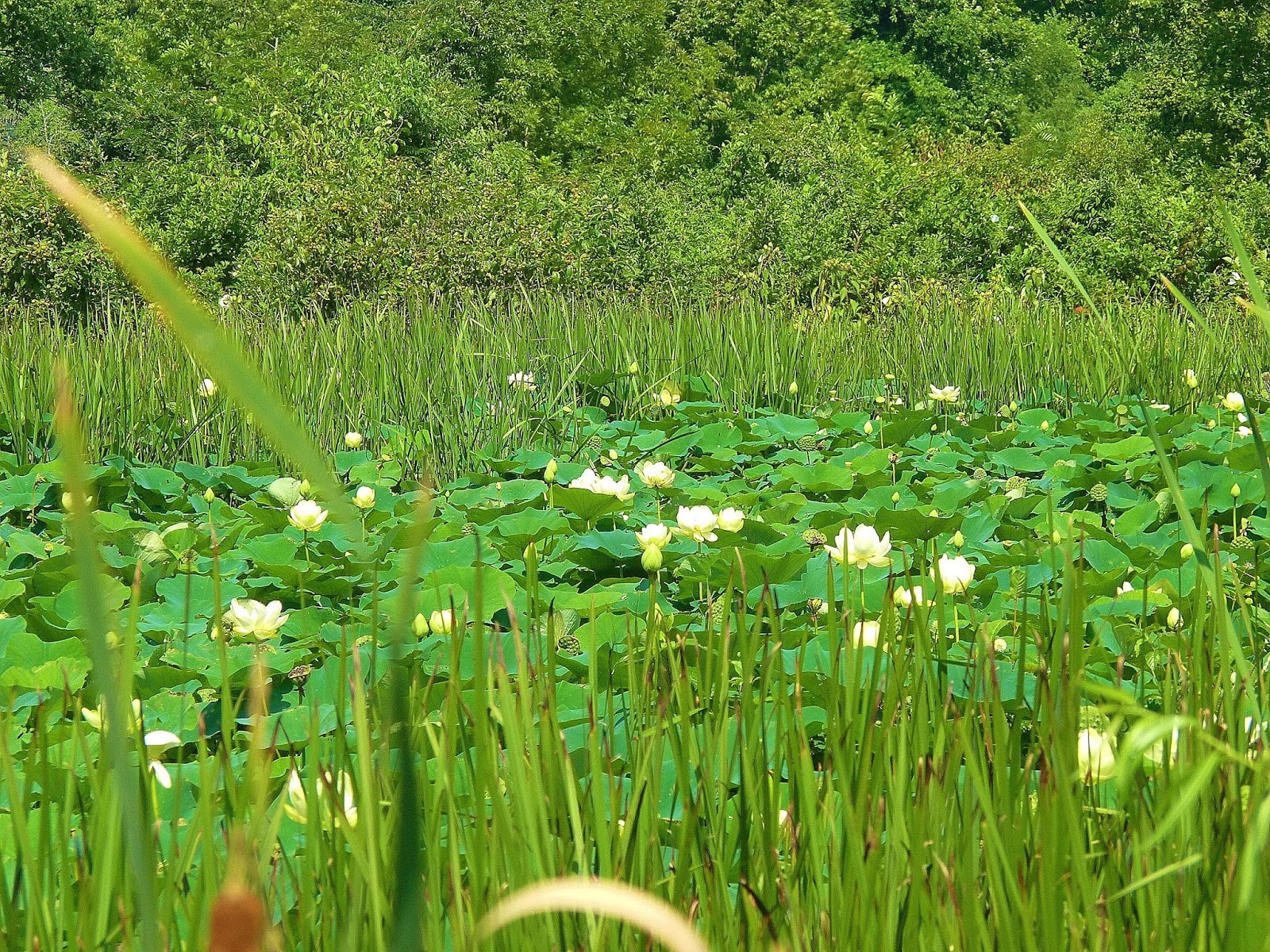 Granny Sue's News and Reviews: At Green Bottom Again: Summer in the ...