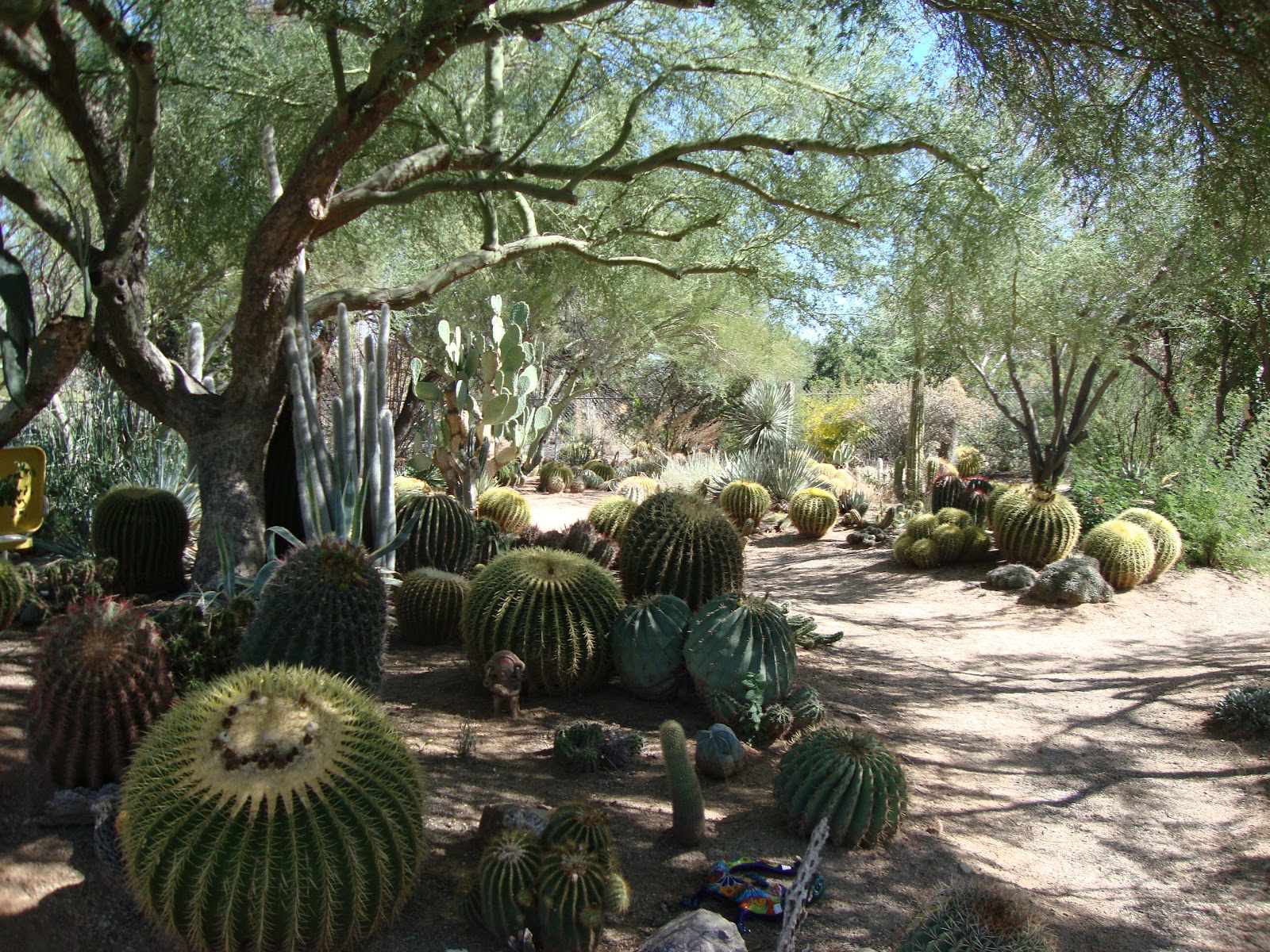 danger garden: B&B Cactus Farm, Tucson