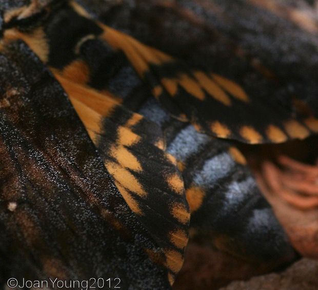 South African Photographs: Death's Head Moth (Acherontia atropos)