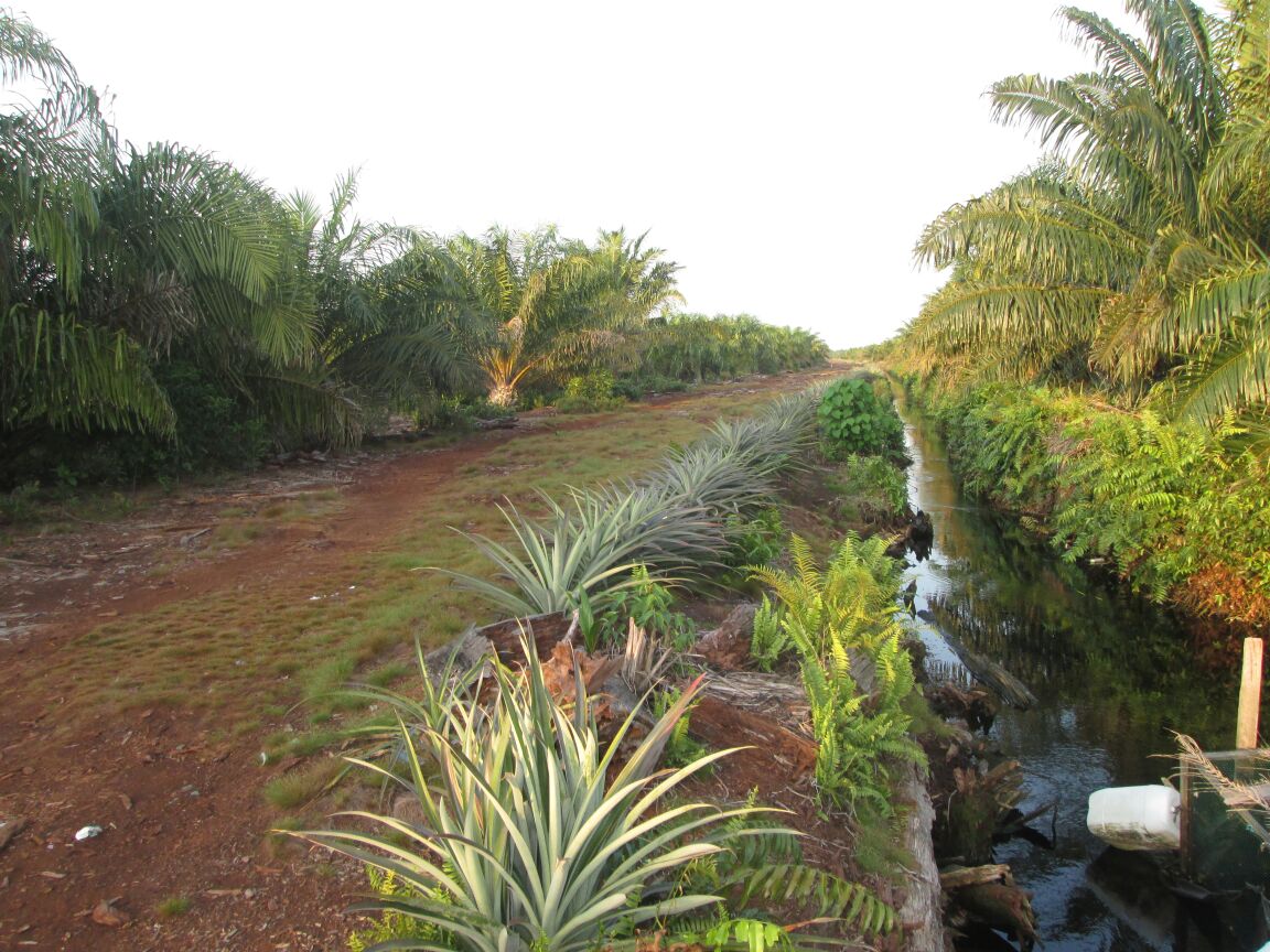 Dijual Kebun Sawit 700 ha Duri Riau | Info Kebun Sawit Dijual