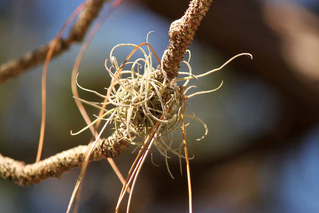 MadSnapper: All U need to Know about Ball Moss