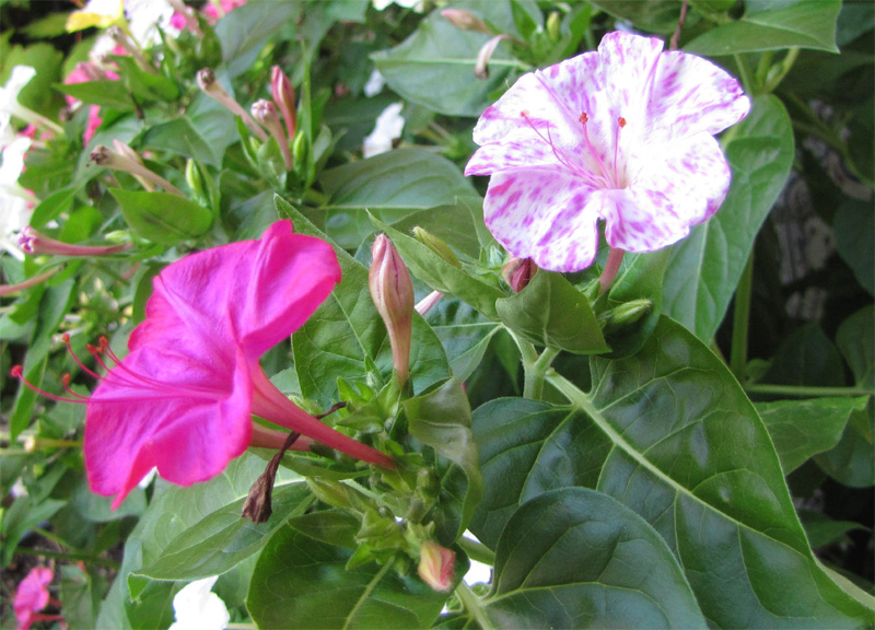 Entre Jaras y Pedreras: COLORIDOS PERICONES. FLORES QUE CAMBIAN DE COLOR.