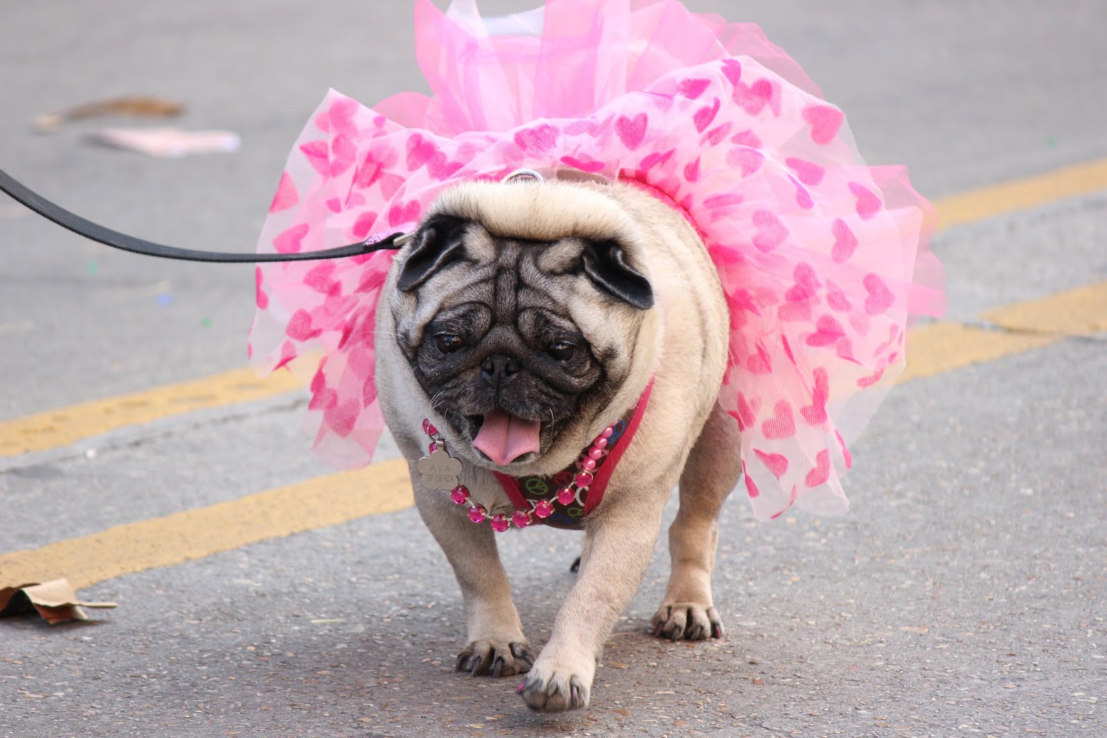 Weird, Wacky and Wild South: Dog costume ideas for Halloween