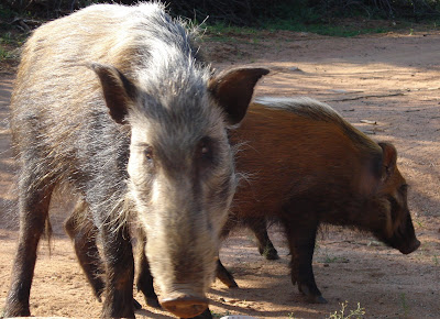 Veldwagter/Ranger: Bosvark