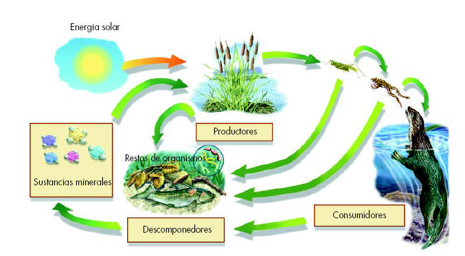 MADRETIERRA: Ciclos Biogeoquímicos.