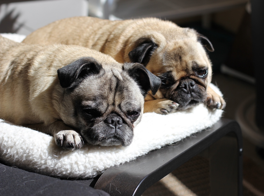 The Macy Dixie Line: Spring Ahead