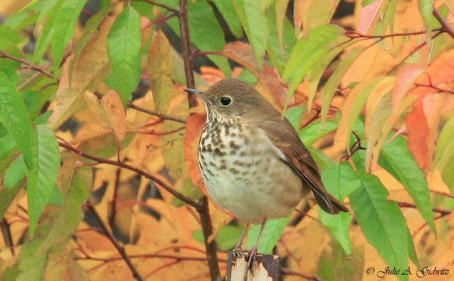 Birding Is Fun!: Autumn Birds