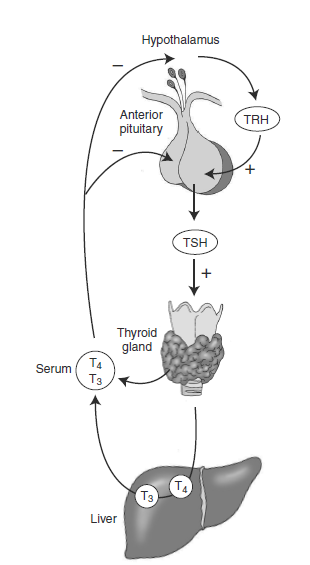 Biochemistry Class notes: How Thyroid hormone synthesis and secretion ...