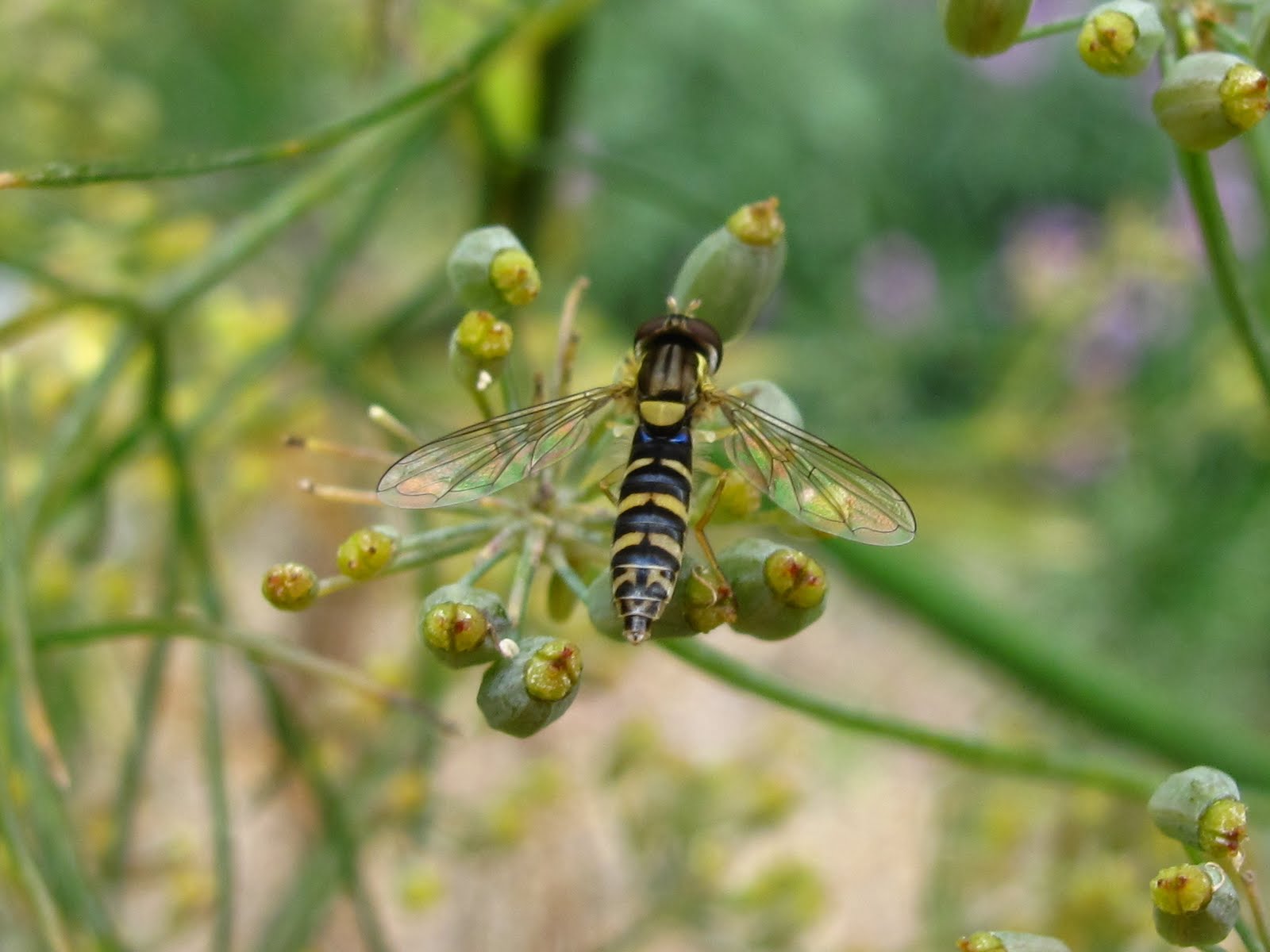 BugBlog: Summer Hoverfly identification