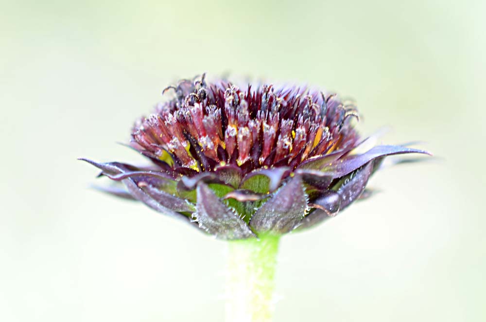 Space Coast Wildflowers: October 2012