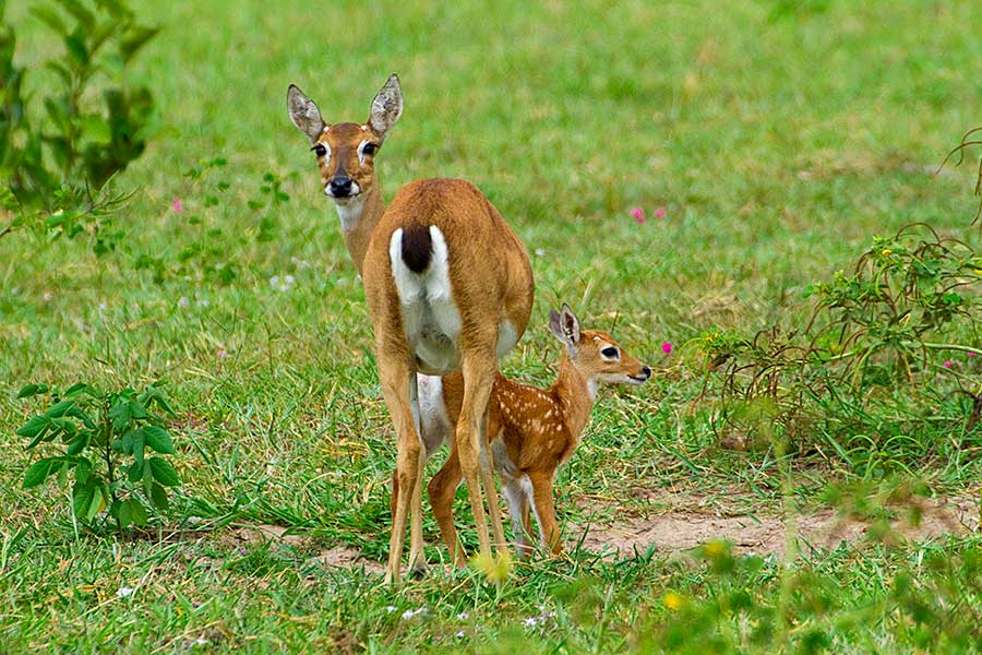 Qual é O Feminino De Veado - BRUNIV