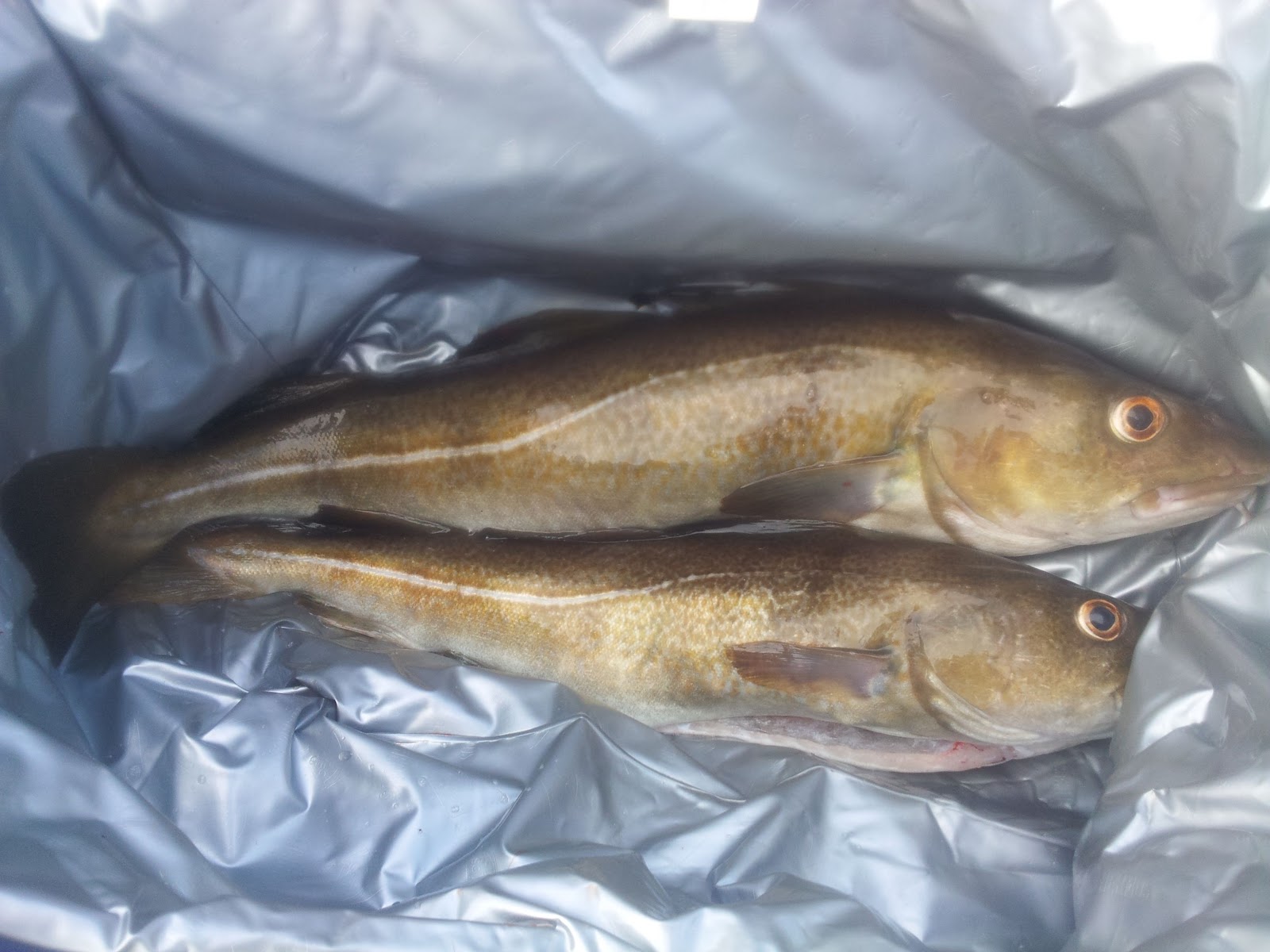 Sea kayak fishing: Cod from Flamborough
