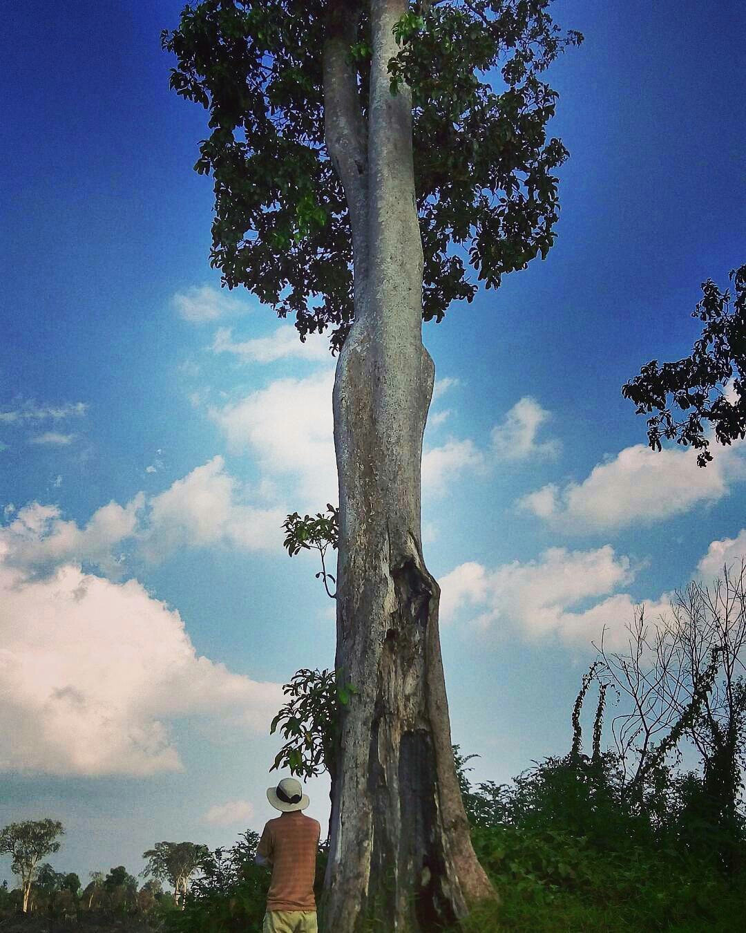 Mari Selamatkan Lingkungan - Pohon Sialang - RiauMagz