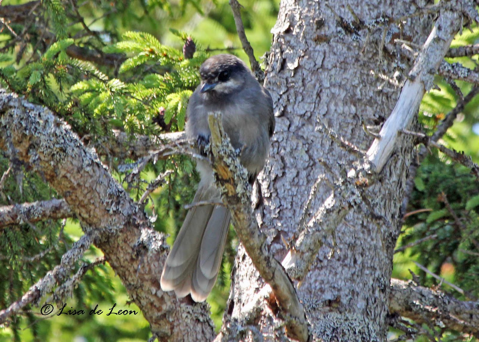 Birding with Lisa de Leon: Gray Jay - Juvenile