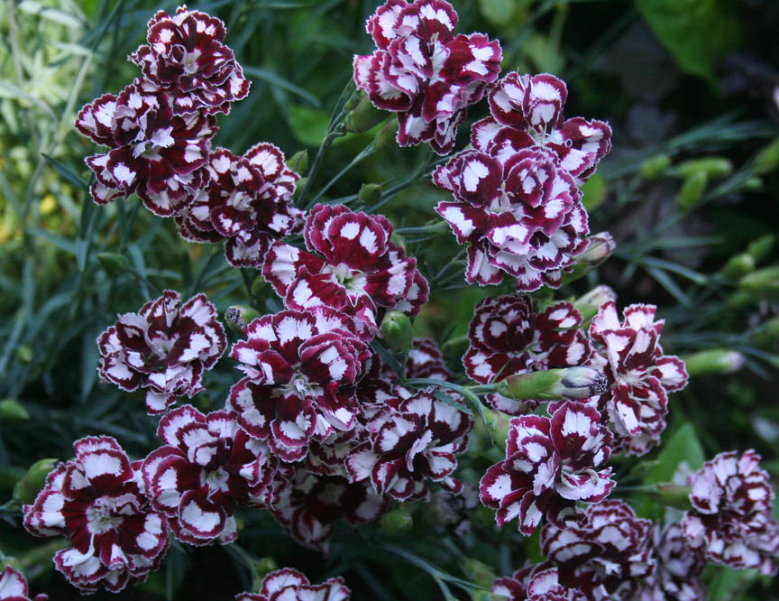 Baldwin Nurseries: Perennials, shrubs, trees for Nova Scotia Gardeners ...