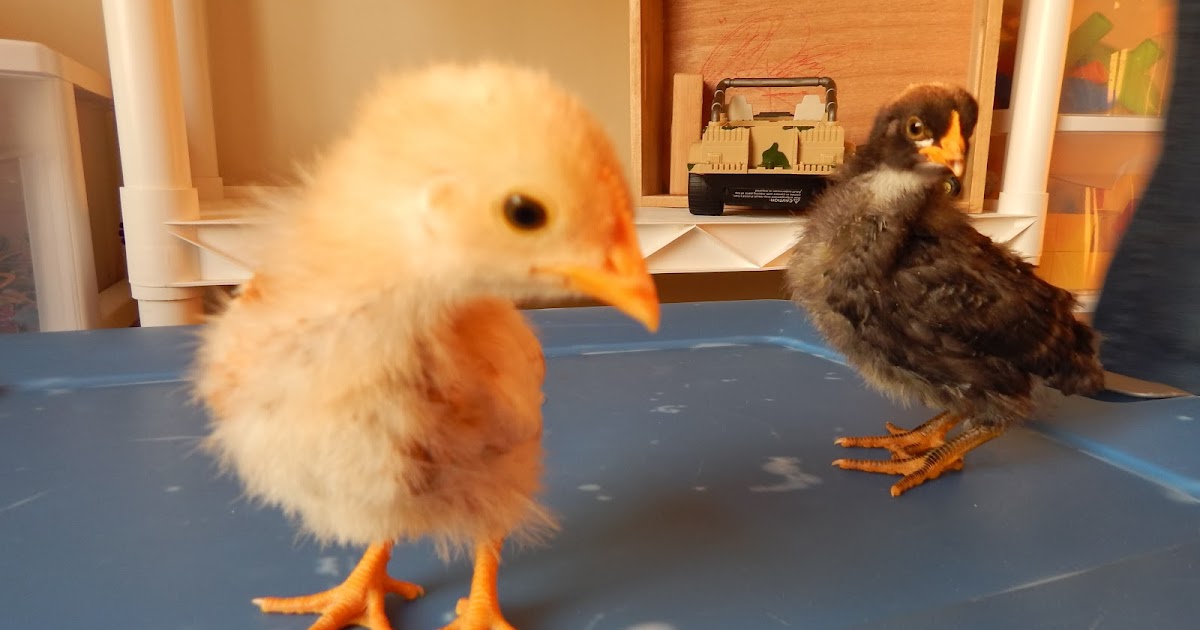 Large Family Learning : Raising Baby Chicks: 2 Weeks Old (Part 2 ...