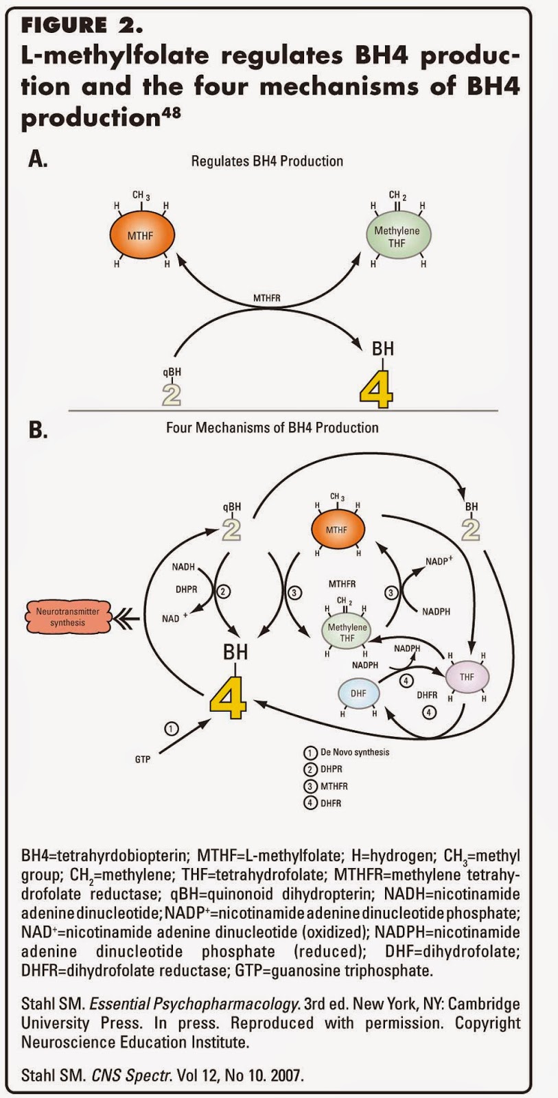 weltanschuuang: Core biochemical methylation pathways.