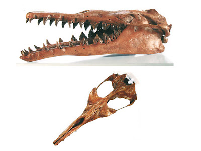 Escenarios prehistóricos: Zygorhiza