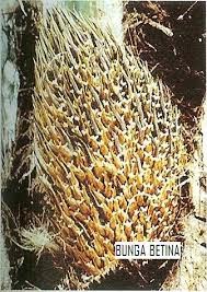 PERBEDAAN BUNGA JANTAN DAN BETINA KELAPA SAWIT | TANAMAN KOMODITAS UNGGULAN