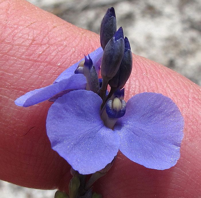 Esperance Wildflowers: Comesperma calymega - Blue-spike Milkwort