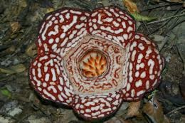 BERITA KALIMANTAN: Rafflesia Borneensis