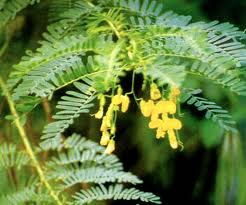 Treetop-ics: Sesbania sesban