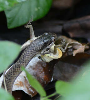 CHIPOJO LAB: Alsophis portoricensis foraging