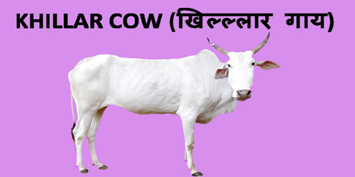 Khillar Cow & Bull: Characteristics and Performance of Khillar Cattle