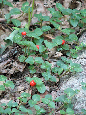 The Contented Naturalist: Rainbow Before the Storm
