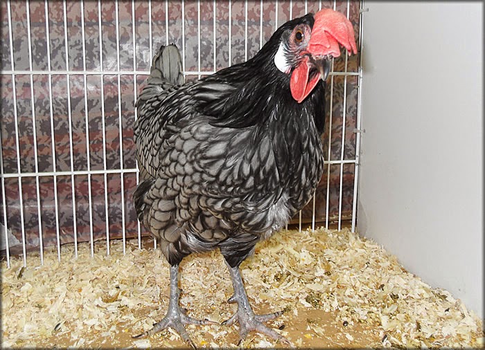 15 Popular Breeds of Chickens for Raising as a Backyard Flock | From ...