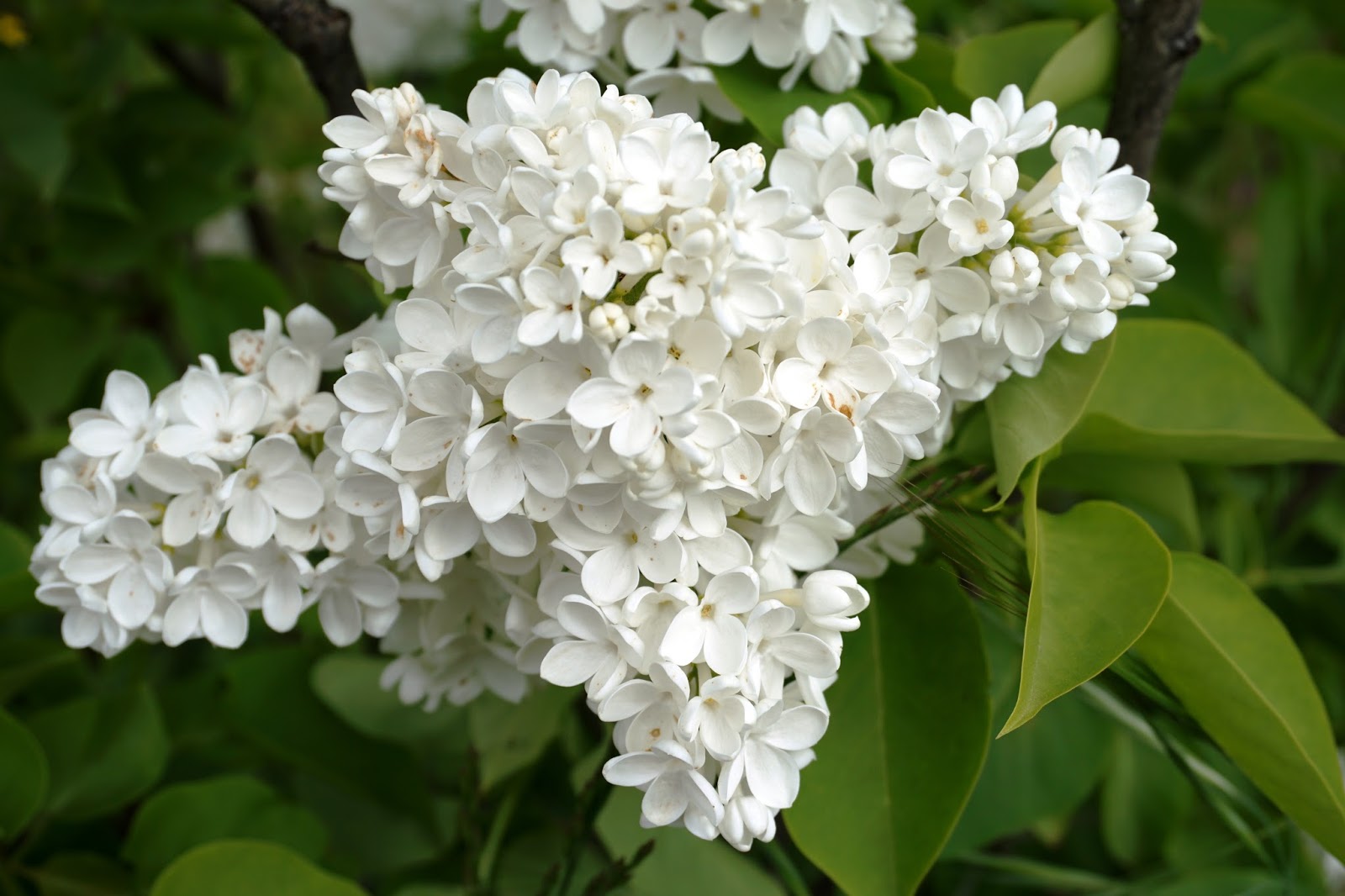 Plantas de Huerta Otea, Salamanca: Lilo, lila común (Syringa vulgaris)