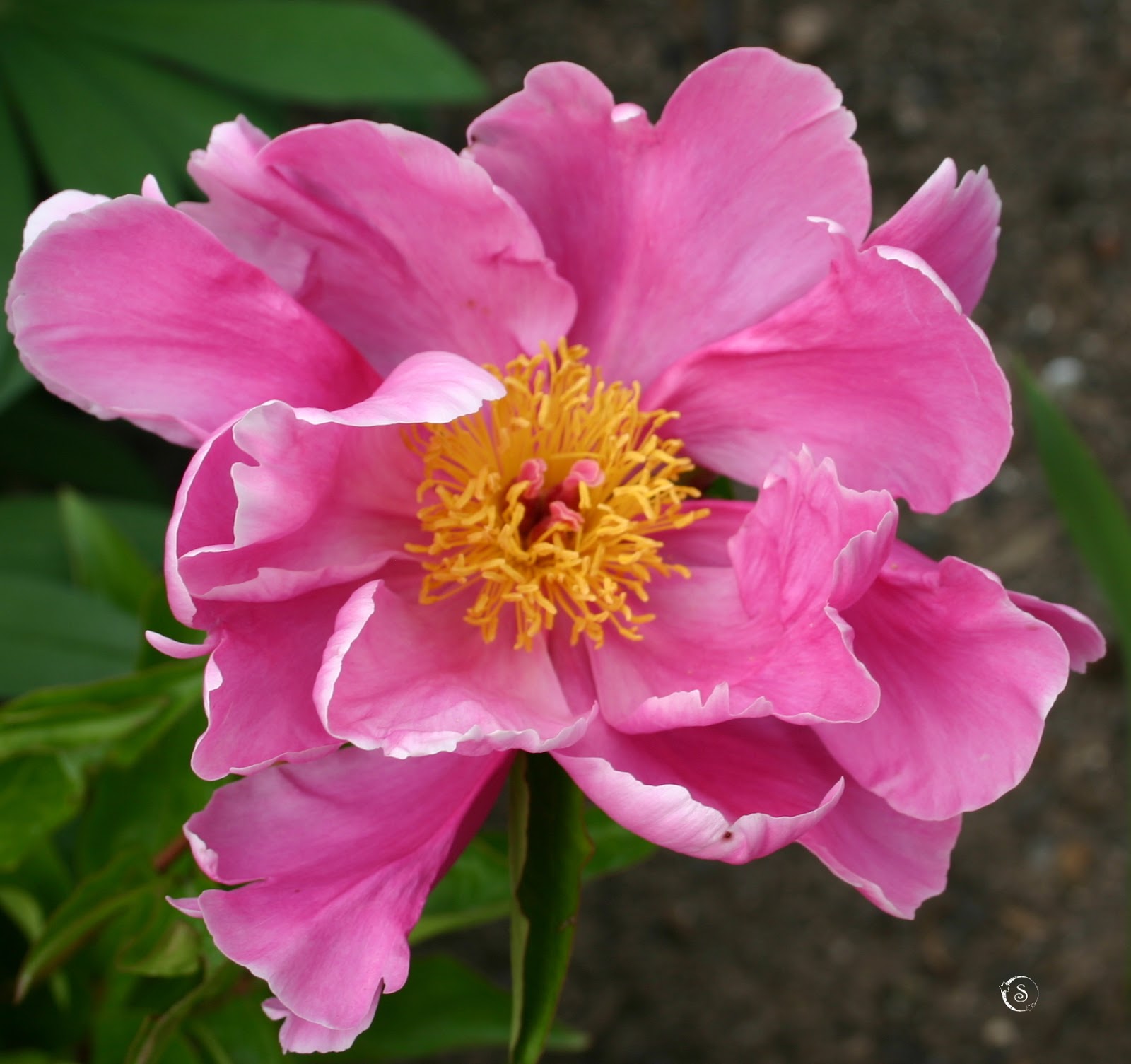 EARLY PEONIES FOR SPRING ARRANGEMENTS - Extra long-lasting in the vase ...