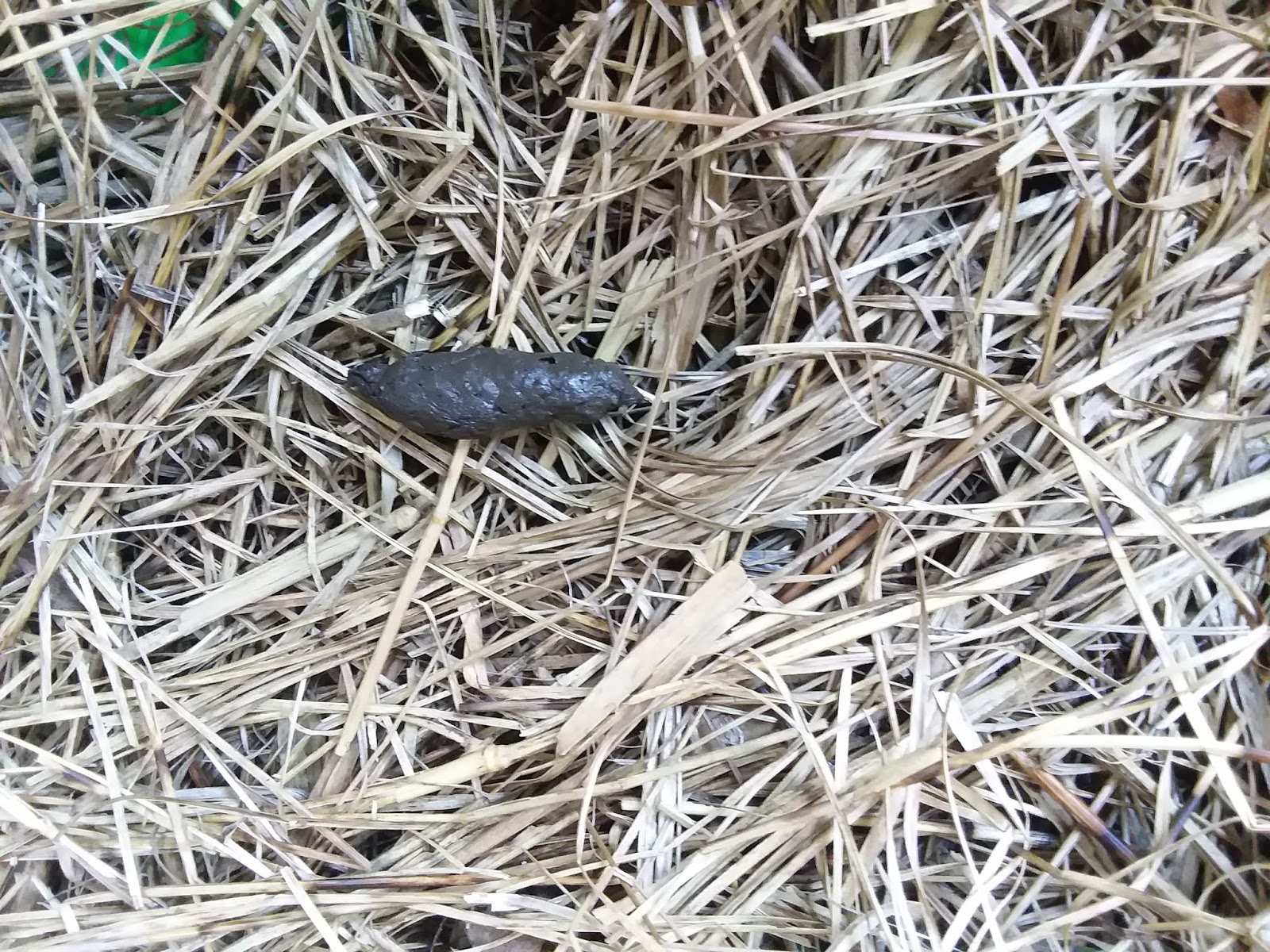 Rooted: Know Your Scats