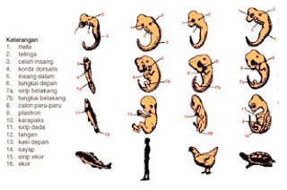 Embriologi Perbandingan Perkembangan Embrio Berbagai Kelas Vertebrata ...