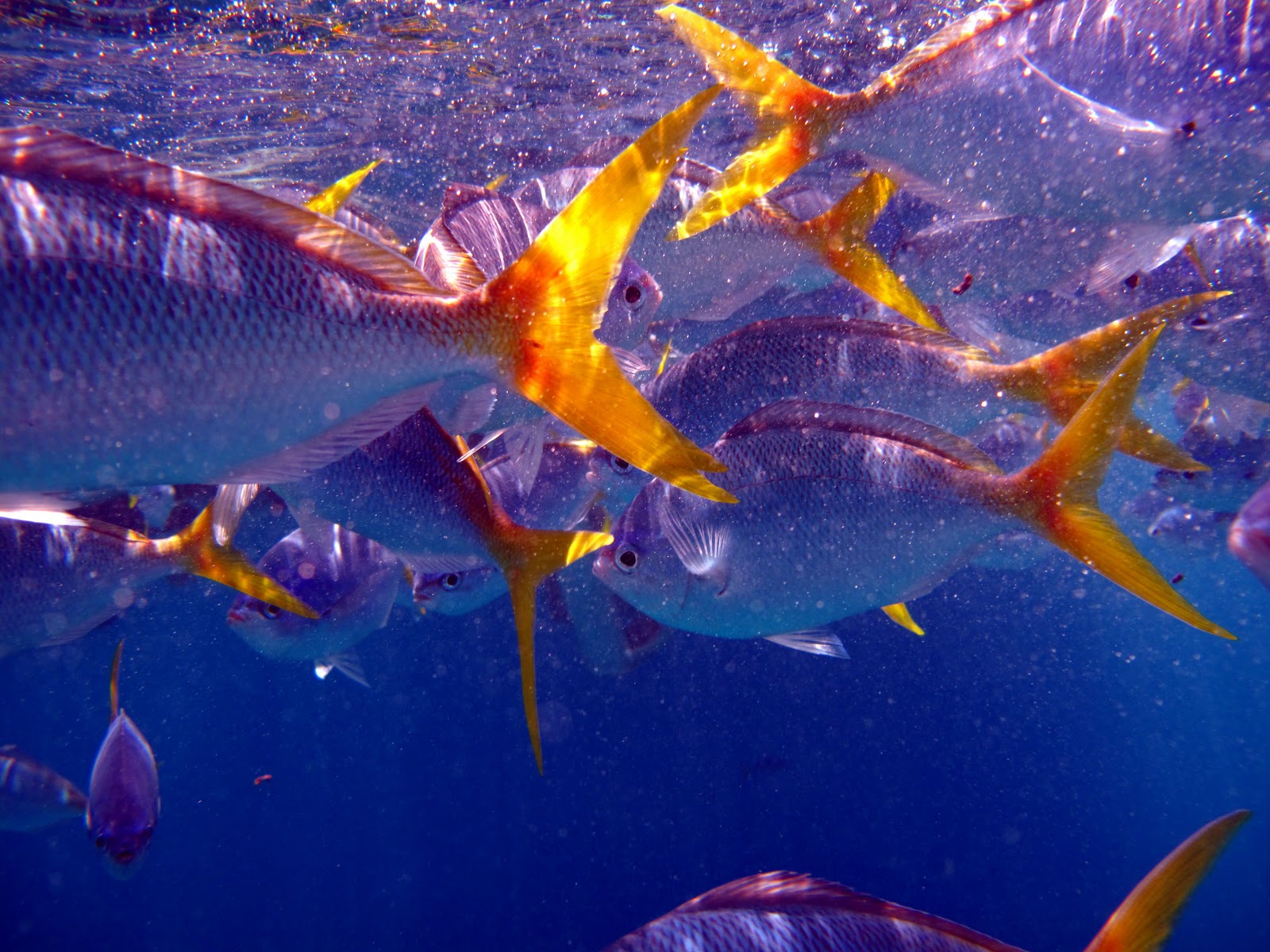 Wollongong Wanderlust: One fish, two fish, red fish, blue fish