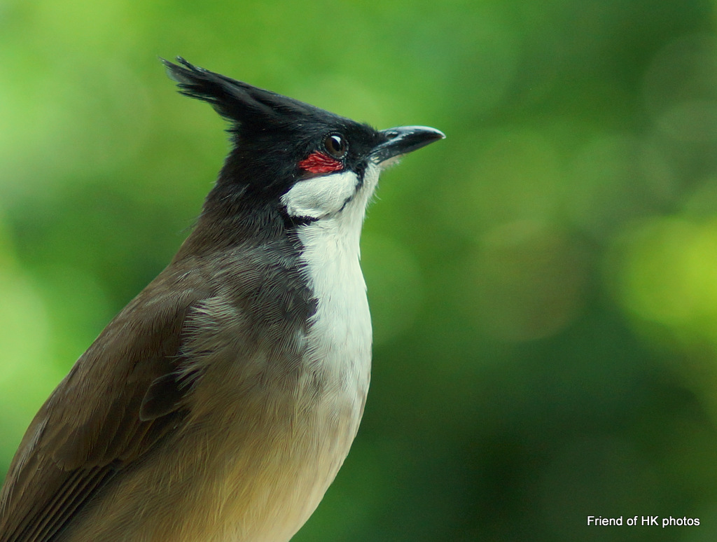 Photographic Wildlife Stories in UK/Hong Kong: Birds In The Garden ...