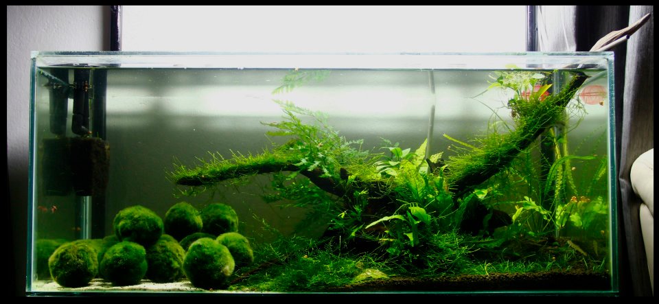 Marimo Club Sarawak